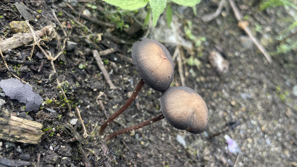 Banded Mottlegill from Samemachi, Hachinohe, Aomori 031-0841, Japan on ...
