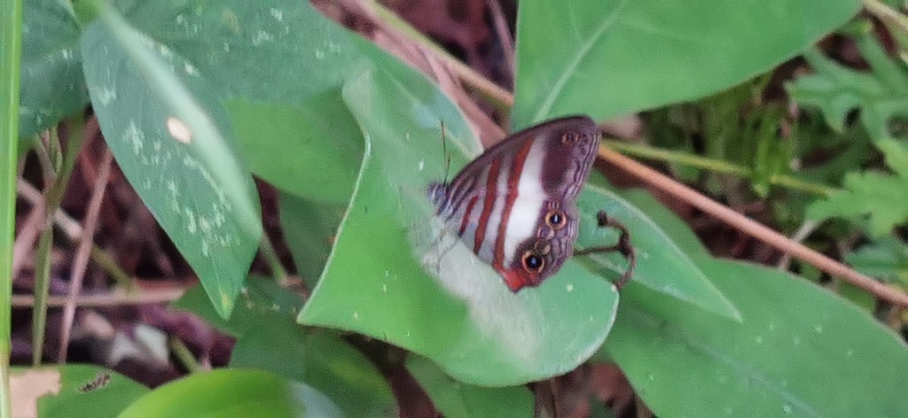 White-banded Satyr from Alto Boquete, Panama on November 9, 2023 at 03: ...
