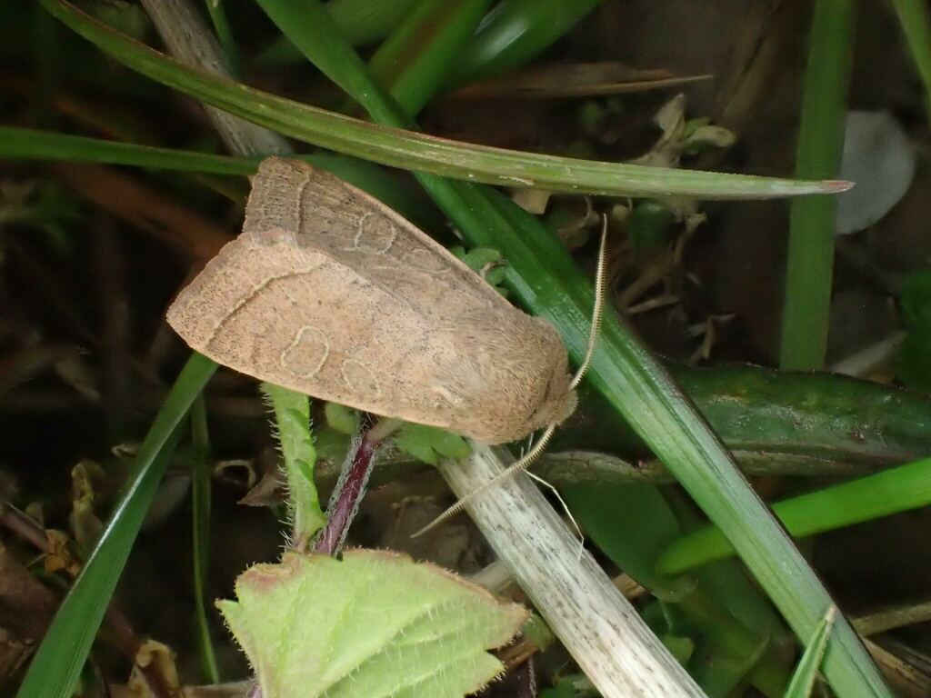 関東平野部で出会える冬夜蛾（キリガ）類【春キリガ編：10種】 - 採集記・記録+鱗翅目（チョウ目）