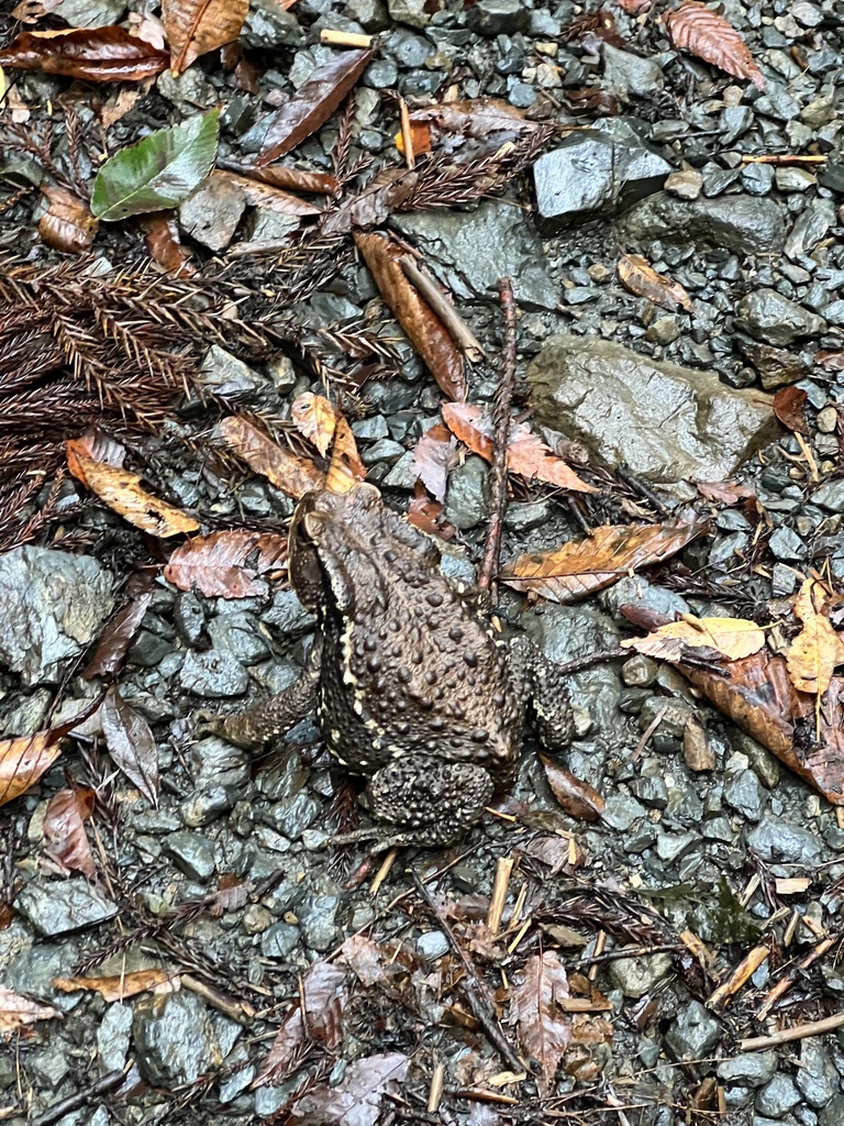 Eastern-Japanese Common Toad from Nakahechichodoyukawa, Tanabe ...