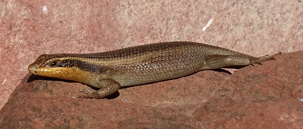 Wahlberg’s Striped Skink from Okatjikona, Otjozondjupa Region, Namibia ...