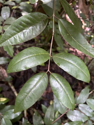 Reynosia krugii · iNaturalist