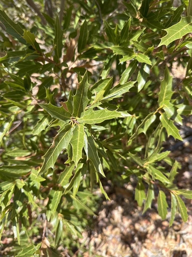 Chisos Oak in March 2023 by debm · iNaturalist
