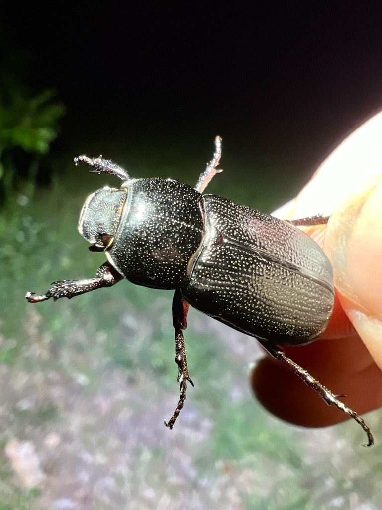 Cryptodus in November 2023 by Tom Hunt · iNaturalist