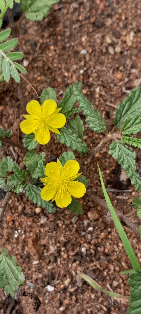 Gusha from Phalaborwa, South Africa on November 8, 2023 at 03:07 PM by ...