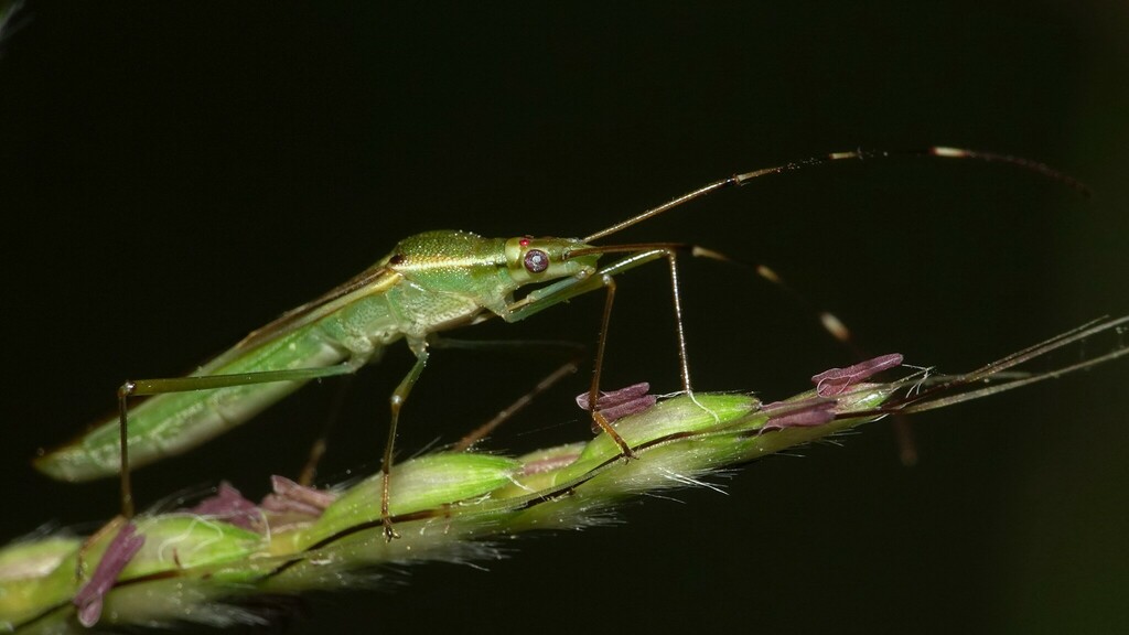 Paddy Bug from Nagla on October 29, 2023 at 08:16 AM by Dinesh Sharma ...