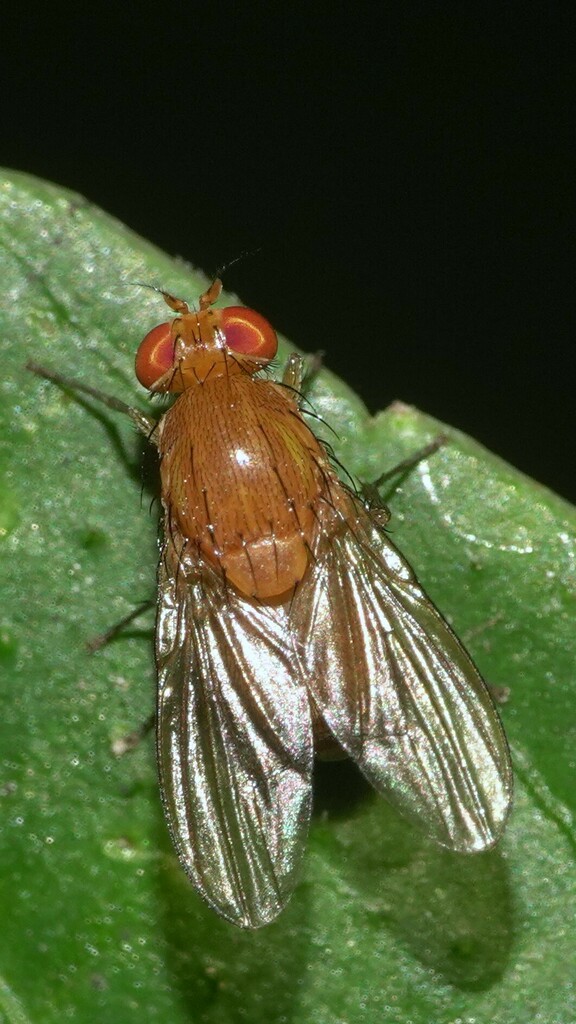 Homoneura from Nagla on October 29, 2023 at 08:41 AM by Dinesh Sharma ...