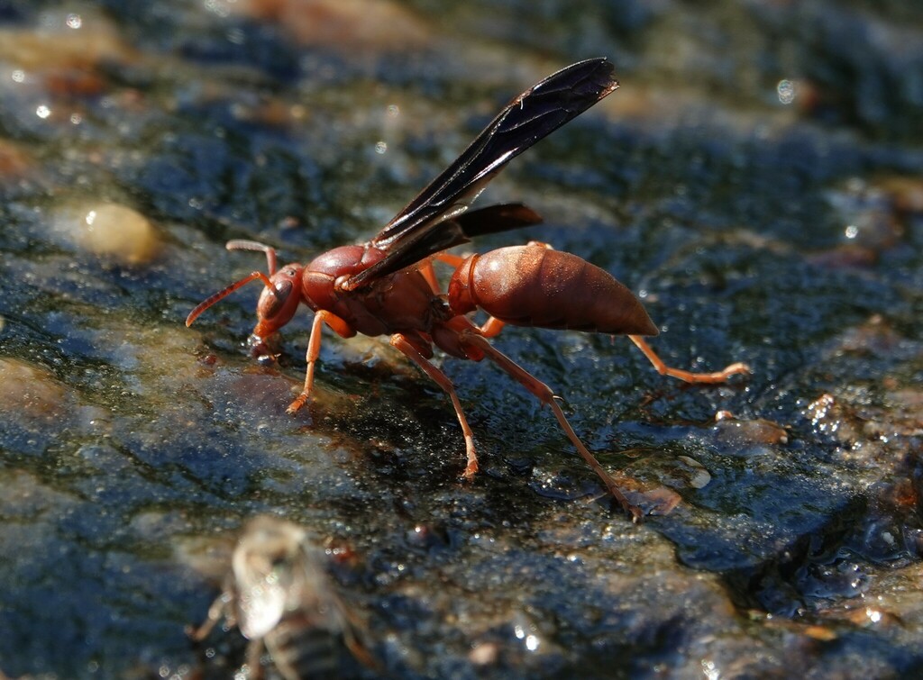 Fine-backed Red Paper Wasp from Mission, TX, USA on November 7, 2023 at ...
