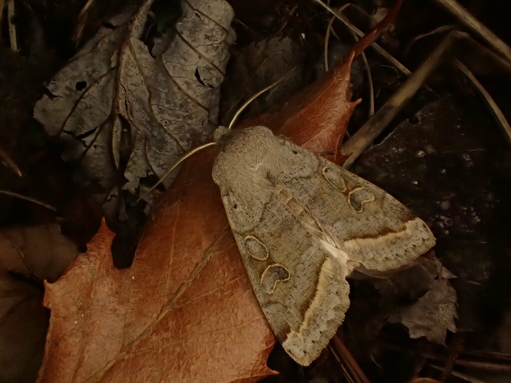 関東平野部で出会える冬夜蛾（キリガ）類【春キリガ編：10種】 - 採集記・記録+鱗翅目（チョウ目）