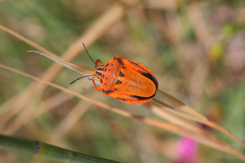 Cretan Semipunctated Shield Bug (Form Graphosoma semipunctatum creticum ...