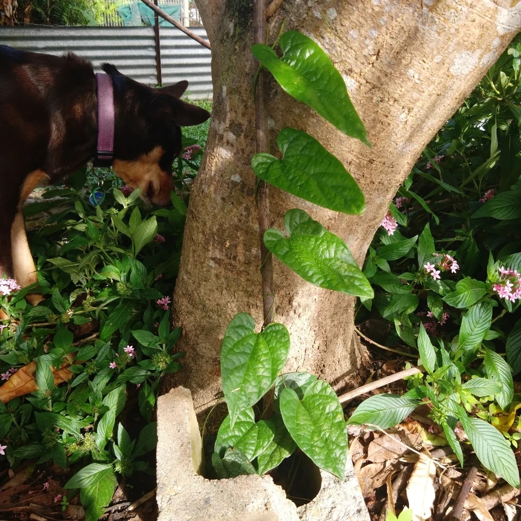 birdwing butterfly vine from Gordonvale QLD 4865, Australia on ...