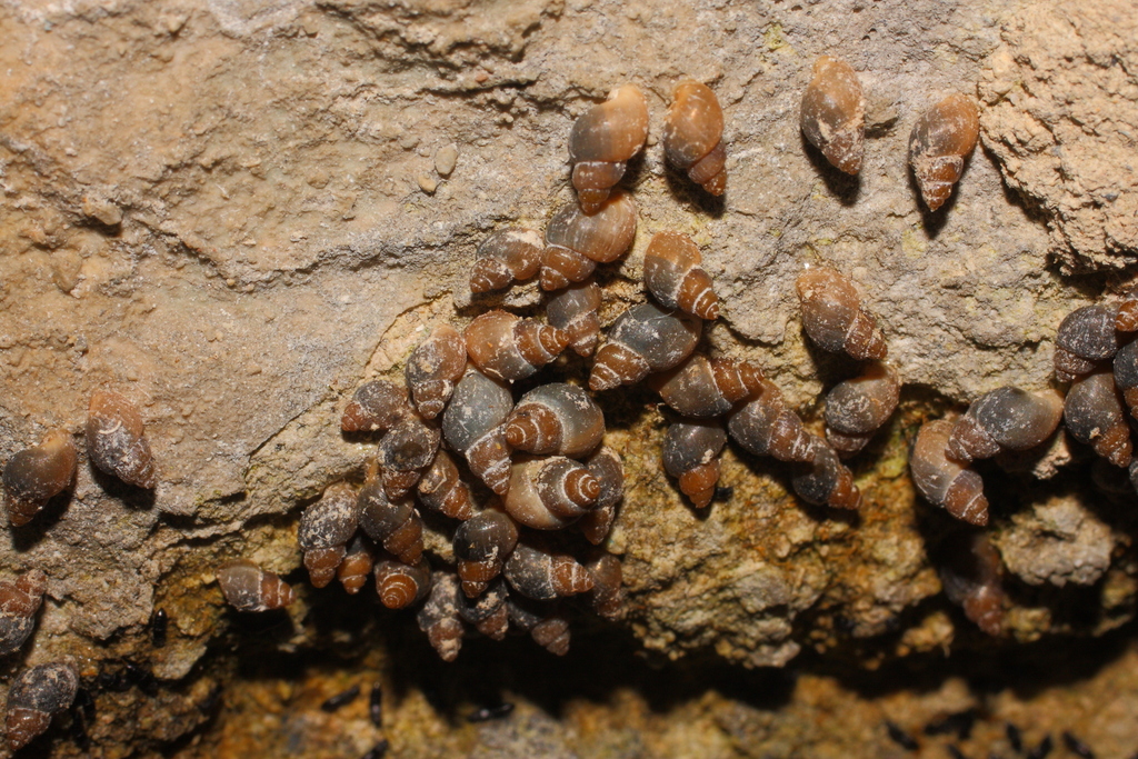 Dwarf pond snail from Kato Poros 740 55, Griechenland on May 7, 2015 at ...
