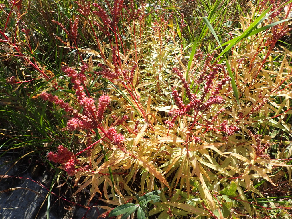 (Penthorum chinense) - Botanical Realm