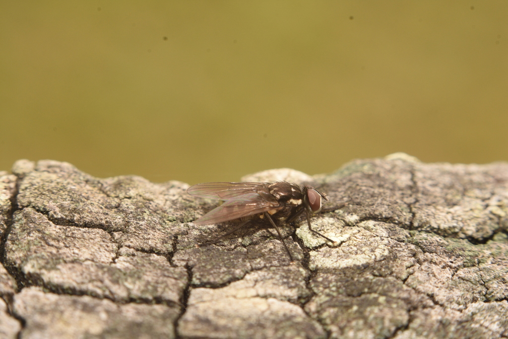 Limnophora from Departamento de Salto, Uruguay on September 20, 2022 at ...