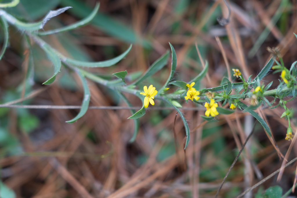 Stiff-leaf Scratch-daisy from Bastrop County, TX, USA on November 9 ...