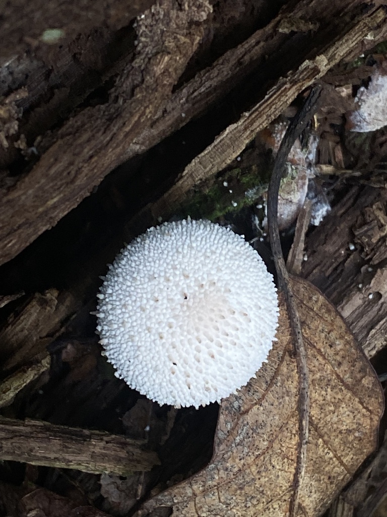 common puffball from Vestal, NY, US on September 22, 2023 at 09:07 AM ...