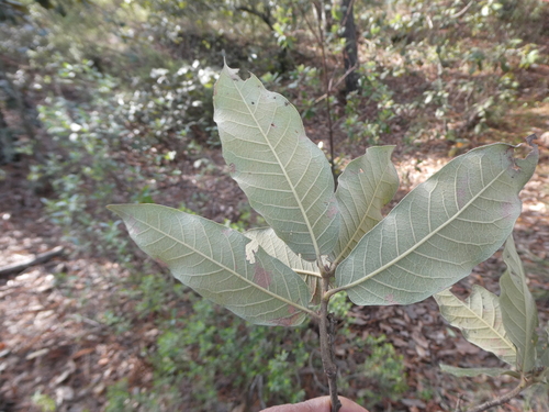 Quercus planipocula · iNaturalist
