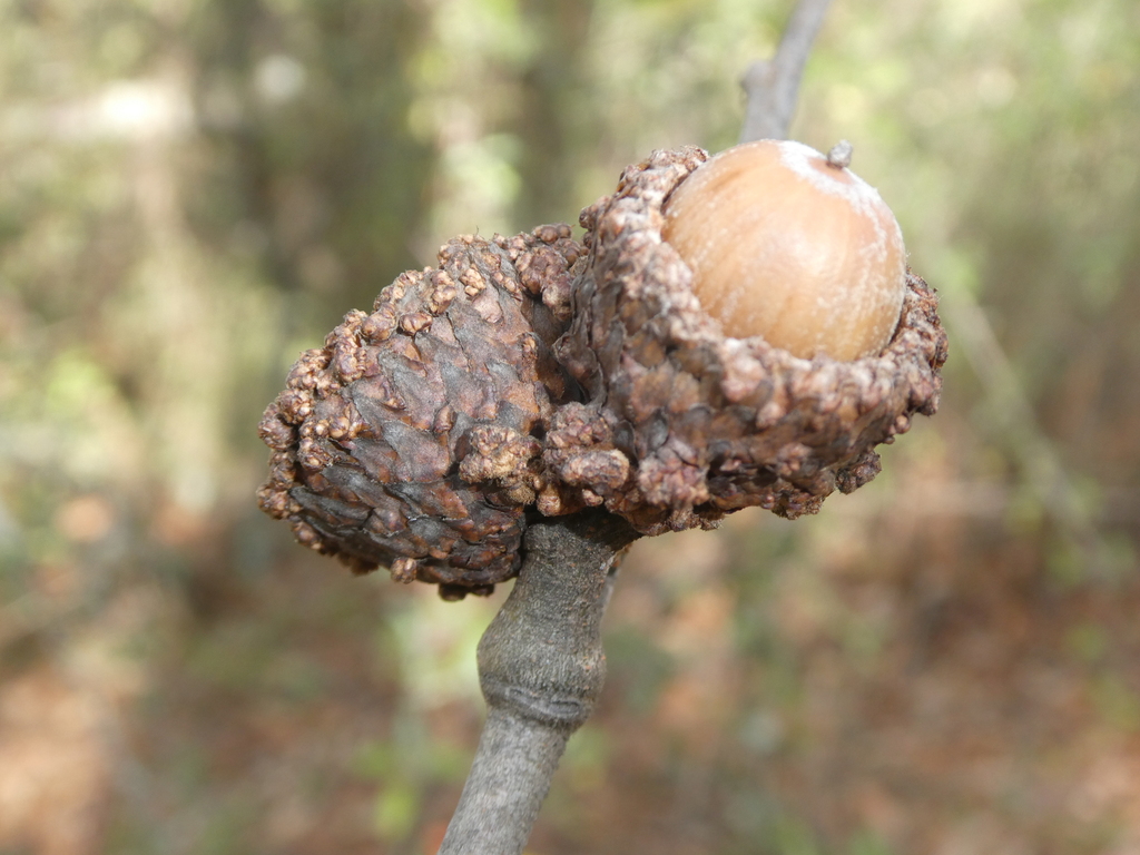 (Quercus planipocula) - Botanical Realm