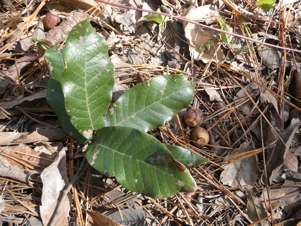 (Quercus planipocula) - Botanical Realm