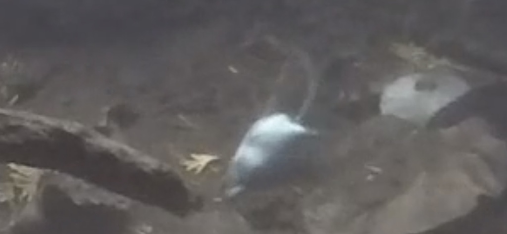 Eastern Water Shrew from Cramahe, ON, CA on November 9, 2023 at 02:23 ...