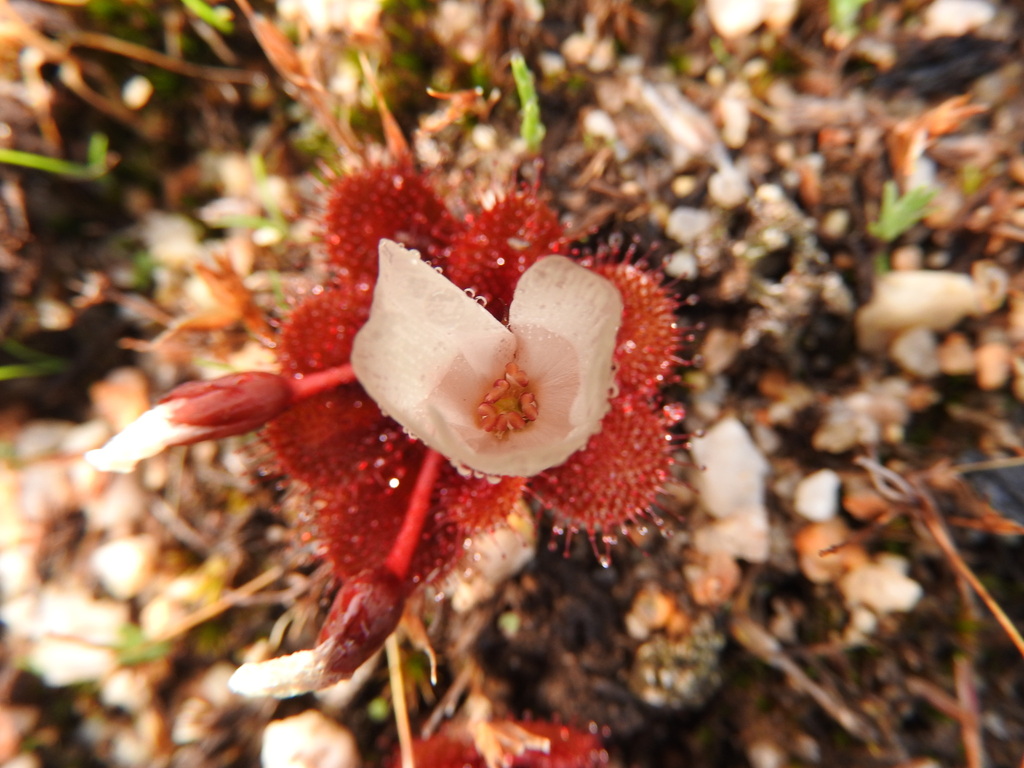 Sundews from North Bannister WA 6390, Australia on May 16, 2019 at 02: ...