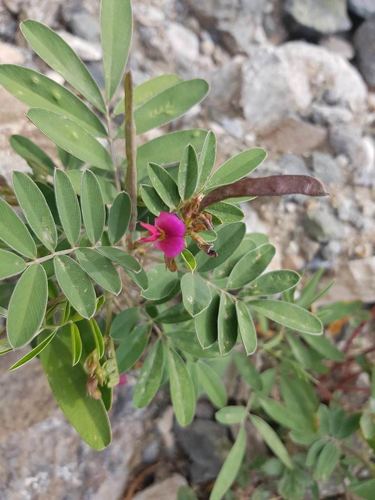 (Tephrosia apollinea) - Botanical Realm