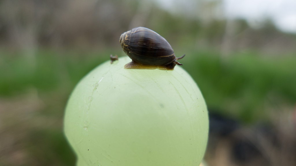 eastern melampus (Terrestrial Mollusks of Alabama) · iNaturalist