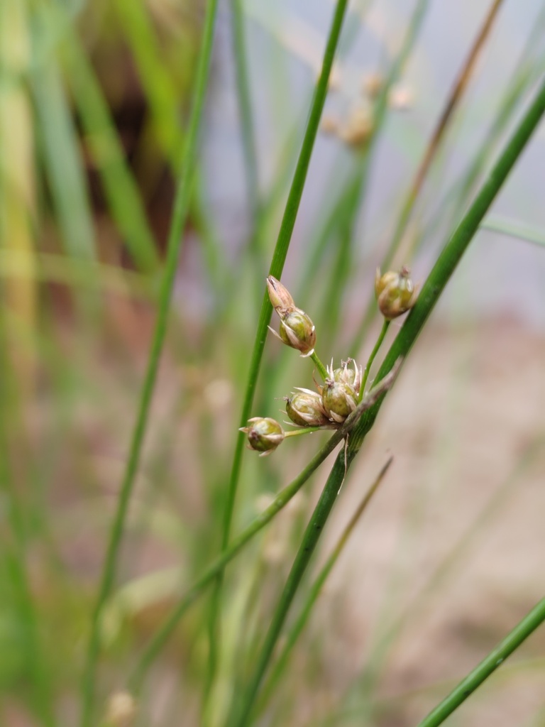 Thread Rush from Новый Уренгой, Ямало-Ненецкий автономный округ, Россия ...