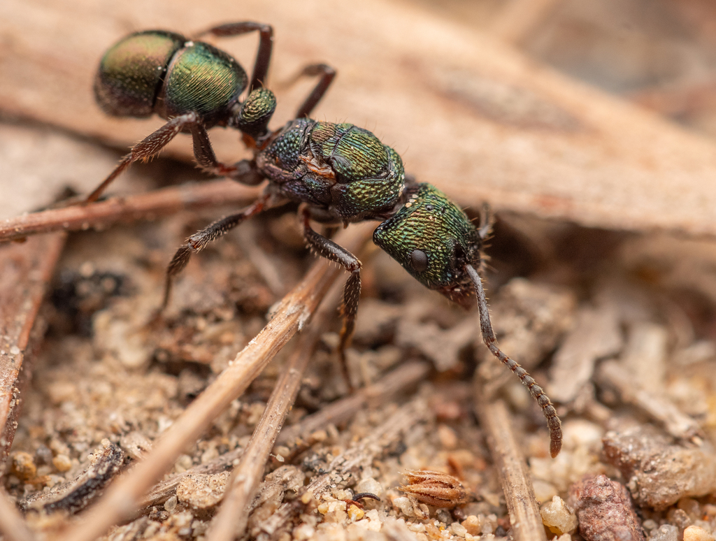 Green-head Ant from Brisbane Queensland, Australien on September 30 ...