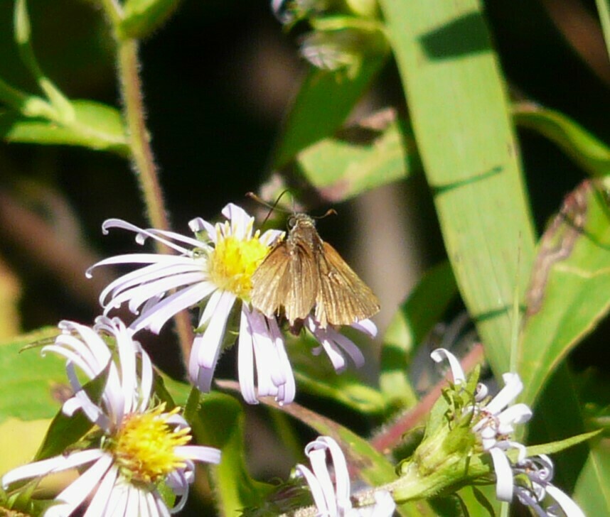 Tawny-edged Skipper from Havelock-Belmont-Methuen--Sandy Lake Rd. at ...
