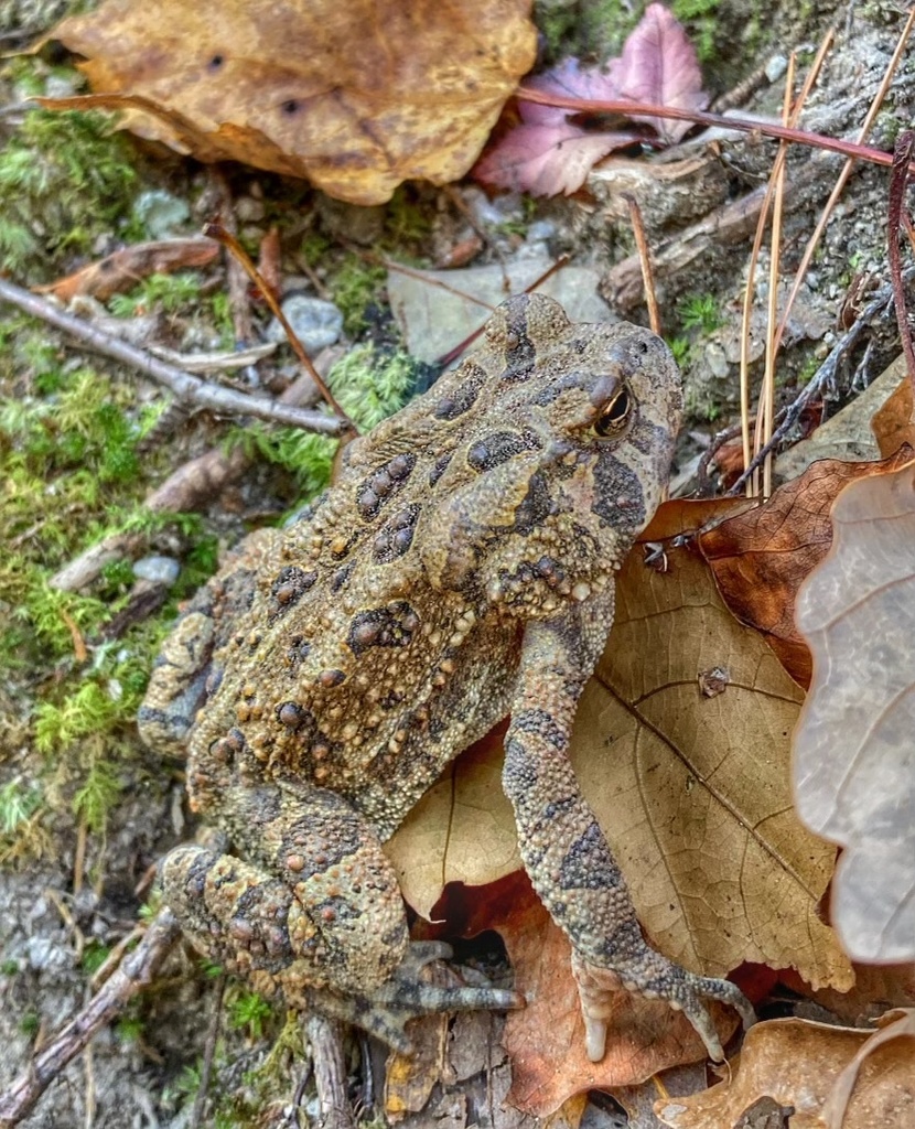 American Toad from Pisgah National Forest, Newland, NC, US on November ...