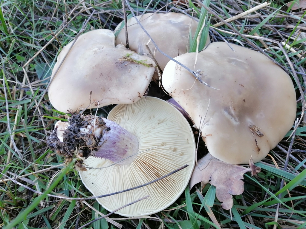 Field Blewit from Dóc, 6766 Magyarország on November 8, 2023 at 01:41 ...