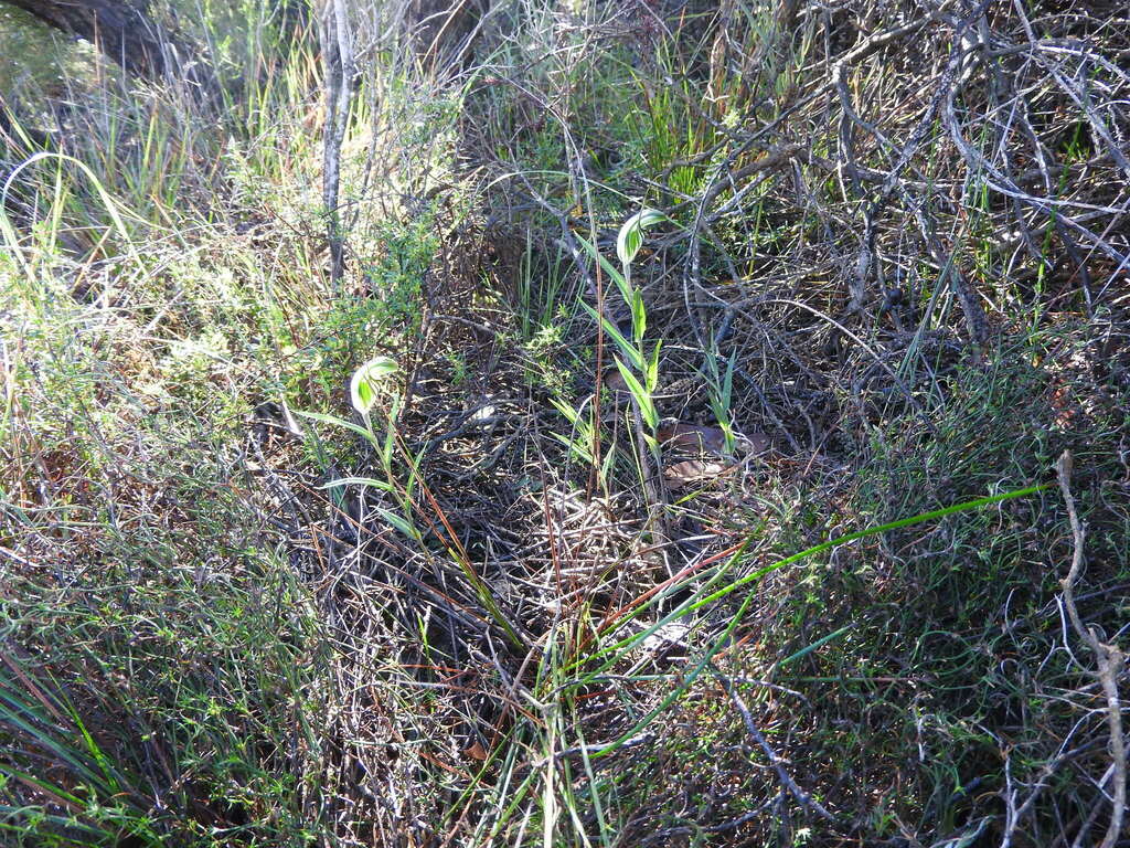 Pterostylis microglossa from Jurien Bay WA 6516, Australia on June 11 ...