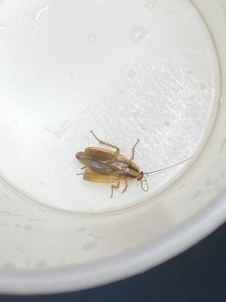 German Cockroach from Westover Green, Bridgwater, England, GB on ...