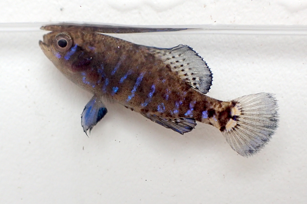 Gulf Coast Pygmy Sunfish (Elassoma gilberti) - Marine Life Identification
