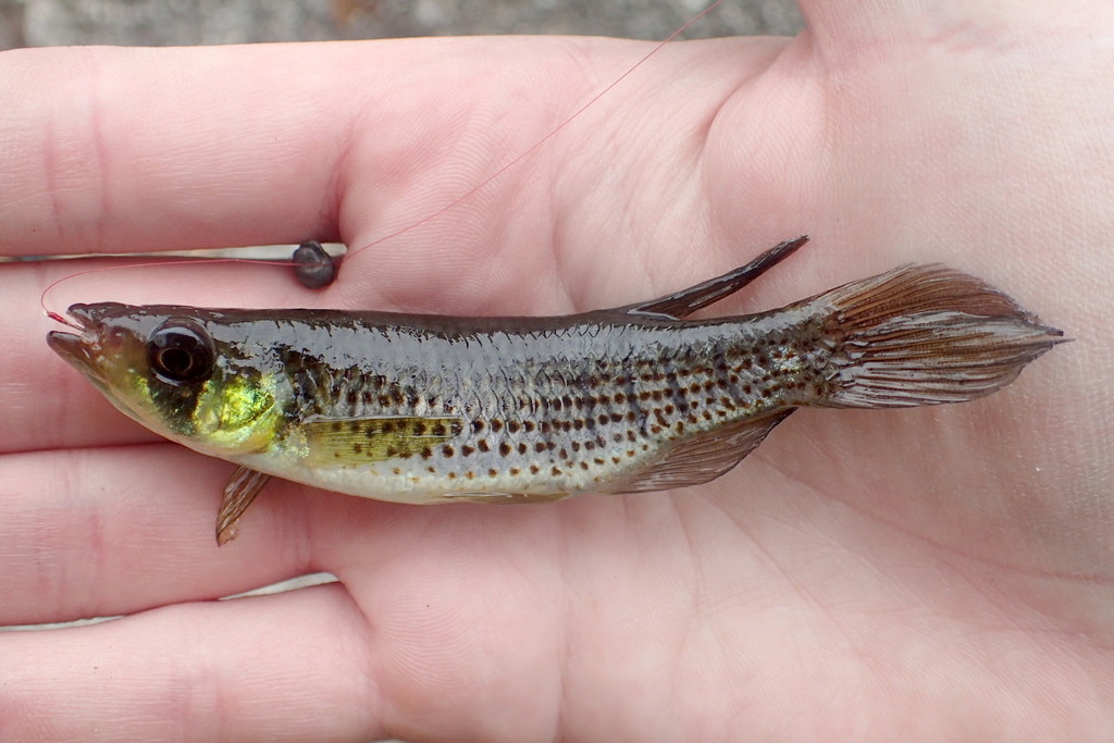 Russetfin Topminnow (Fundulus escambiae) - Marine Life Identification