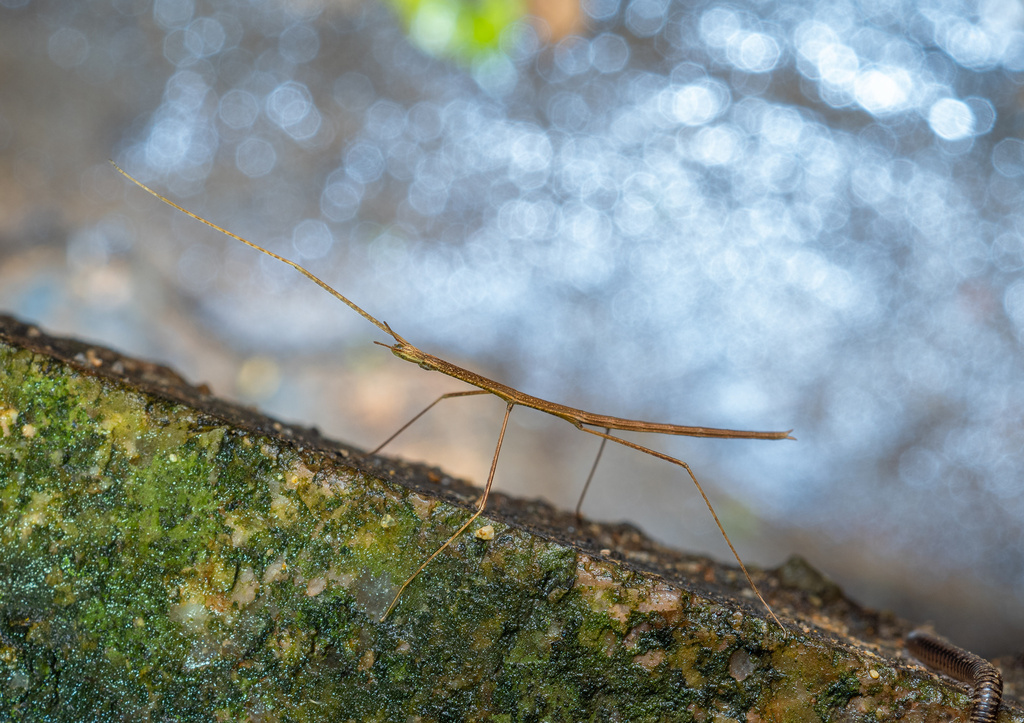 Ramulus caii from 凤凰山森林公园, 深圳市, 广东省, CN on October 5, 2023 at 10:08 PM ...