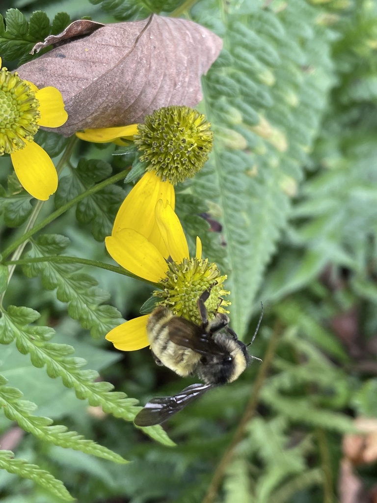 American Bumble Bee from Windrush Dr, Ridgeland, MS, US on September 4, 2022 at 01:43 PM by Nate ...