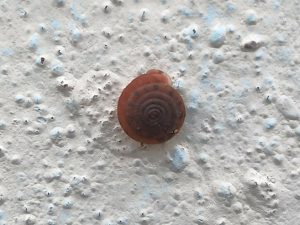 Lentil-shelled Snail from Καμπάνης 611 00, Ελλάδα on November 10, 2023 ...