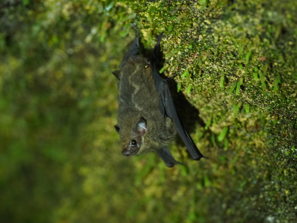 Lesser Sac-winged Bat from km, Villagarzon-Mocoa #17, Mocoa, Putumayo ...