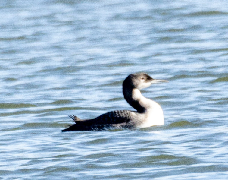 Common Loon from Warren County, OH, USA on November 10, 2023 at 12:53 ...