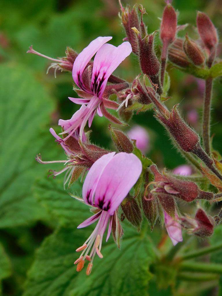Hispid pelargonium from Maermanslink Greyton, 7233, South Africa on ...