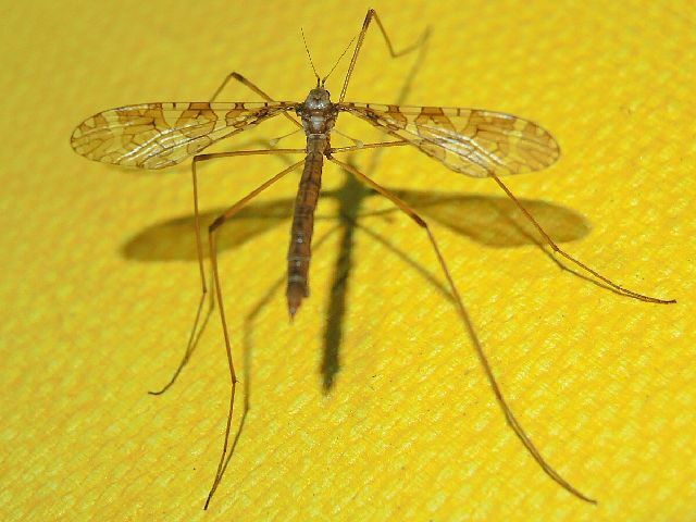 Band-winged Crane Fly in June 2023 by privatenoaccess · iNaturalist