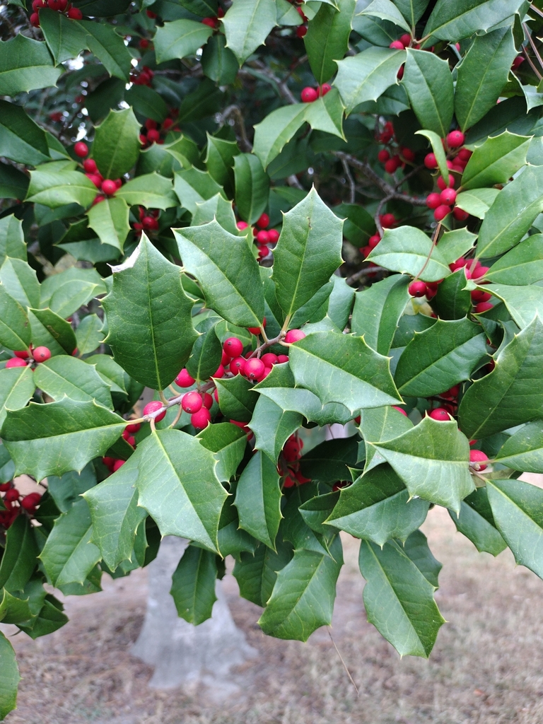 American holly from Warwick, Newport News, VA, USA on November 10, 2023 ...