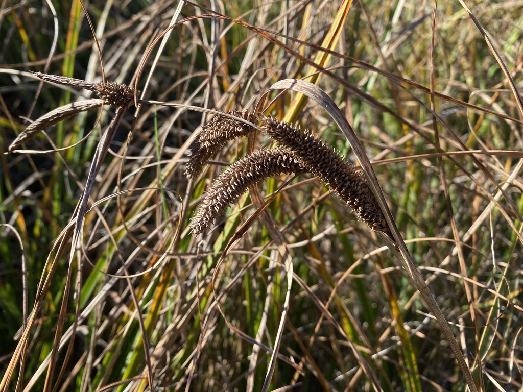 Santa Barbara sedge from Tilden Regional Park, Orinda, CA, US on ...