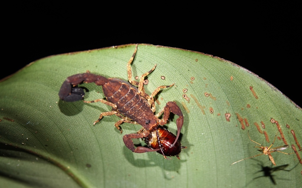 Tityus bastosi from 厄瓜多爾 on January 28, 2019 at 12:21 PM by Angie Wong ...