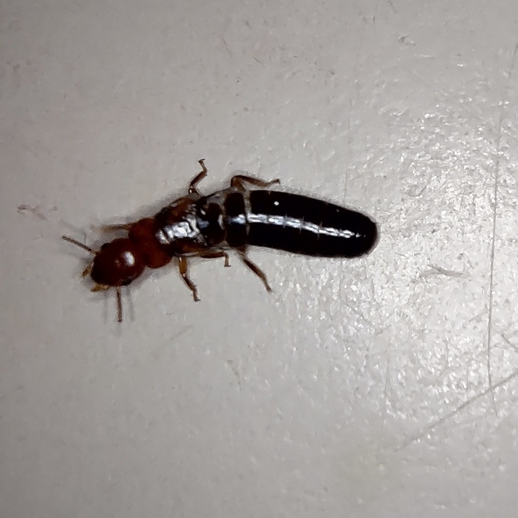 Western Drywood Termite from Edmond, OK 73013, USA on November 10, 2023 ...