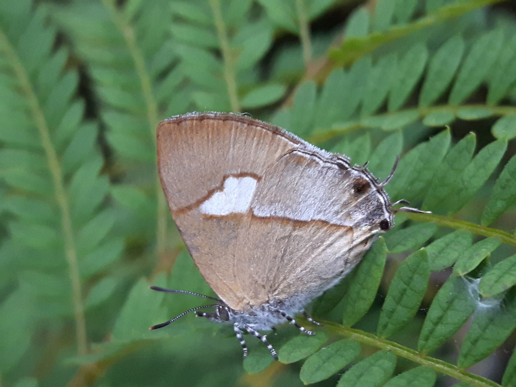 Common Onyx from Meishan Township, Chiayi County, Taïwan 603 on October ...
