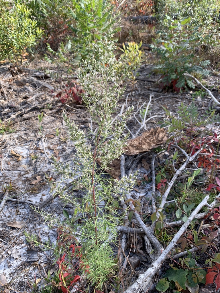 Coastal Dog Fennel from Suwannee County, US-FL, US on November 10, 2023 ...
