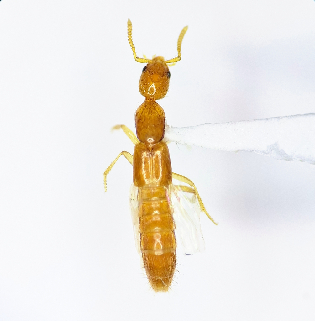 Somoleptus from 8JG3+732, Orellana, Ecuador on December 1, 2016 at 02: ...